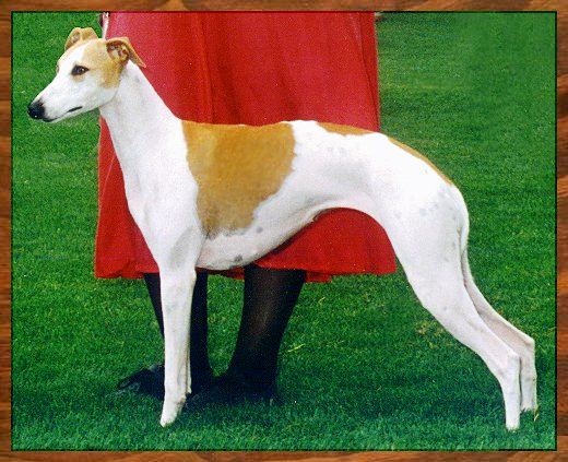 Mosaic Whippets Home Page photos of AKC Champion whippet show dogs